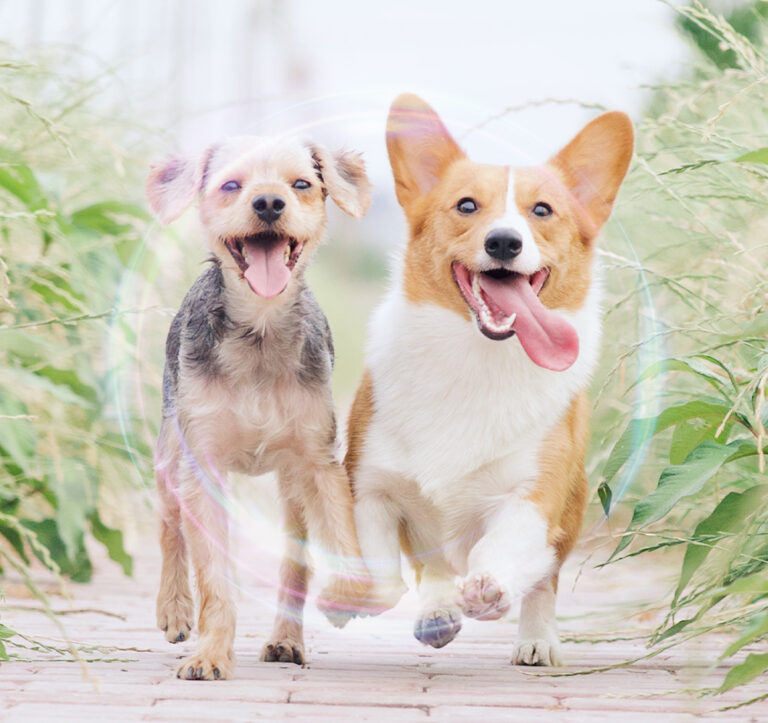 Shop | Quantum Upgrade