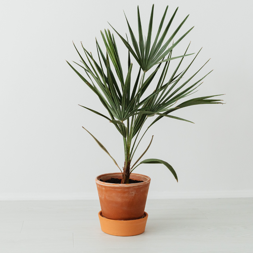 Home Energy Fields: A Basic Guide | Quantum Upgrade