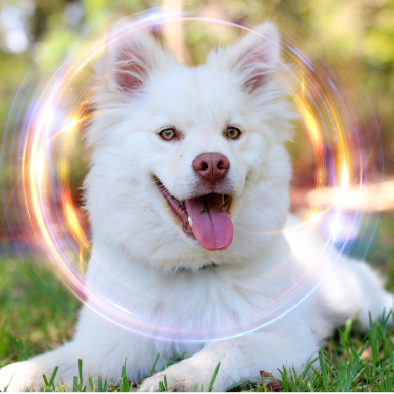 Frequency Bundles | Quantum Upgrade